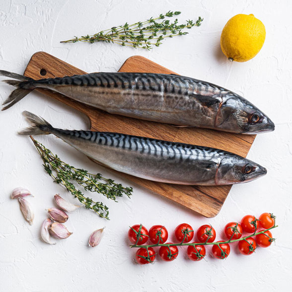 Scomber Scombrus er vores makrel | Sæby Fiske-Industri